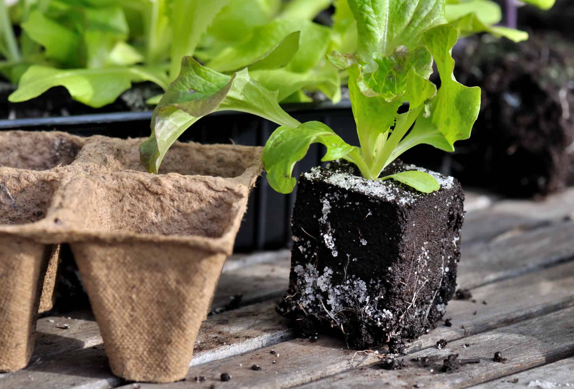 Mini Gewächshaus kaufen - Das solltest du beachten