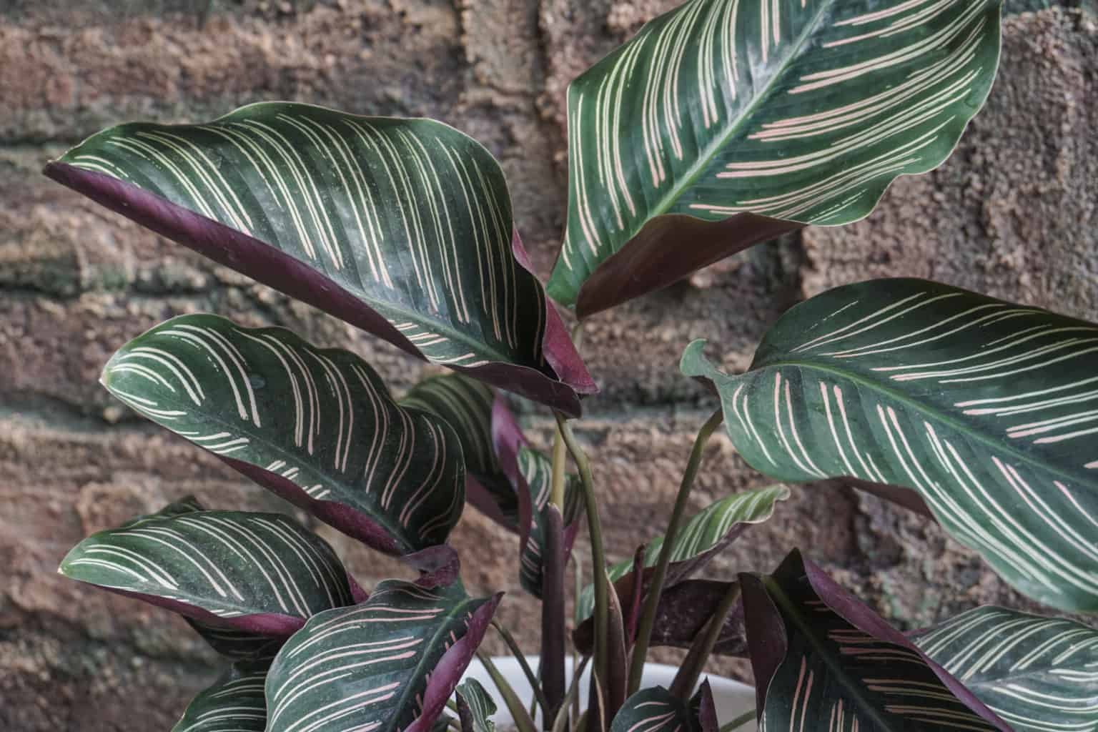 Calathea Ornata Pflege - Das musst du beachten