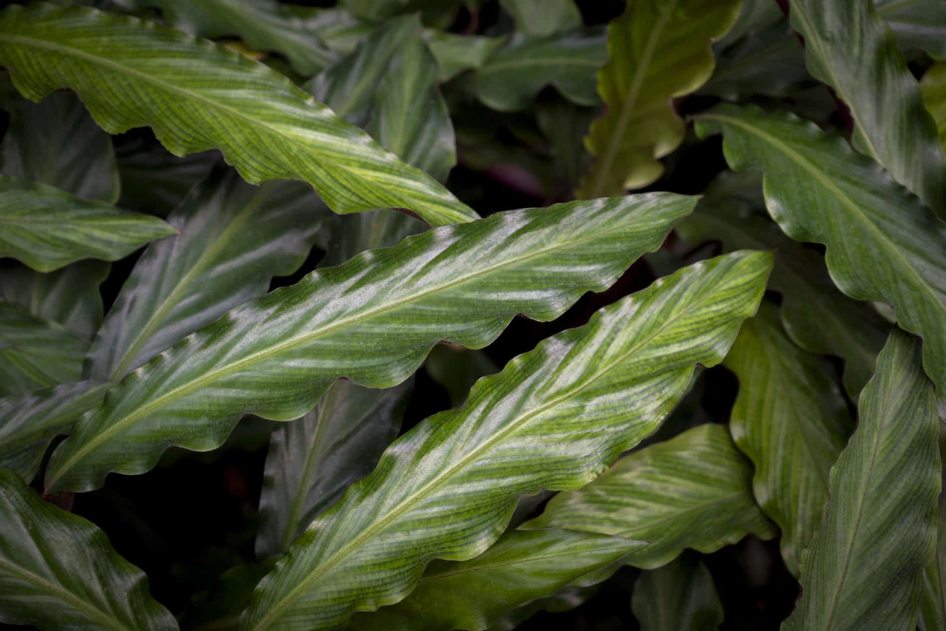 Calathea Rufibarba Pflege für Anfänger - So geht''s