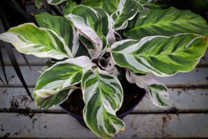 Calathea White fusion Pflege Tipps auch für Neulinge