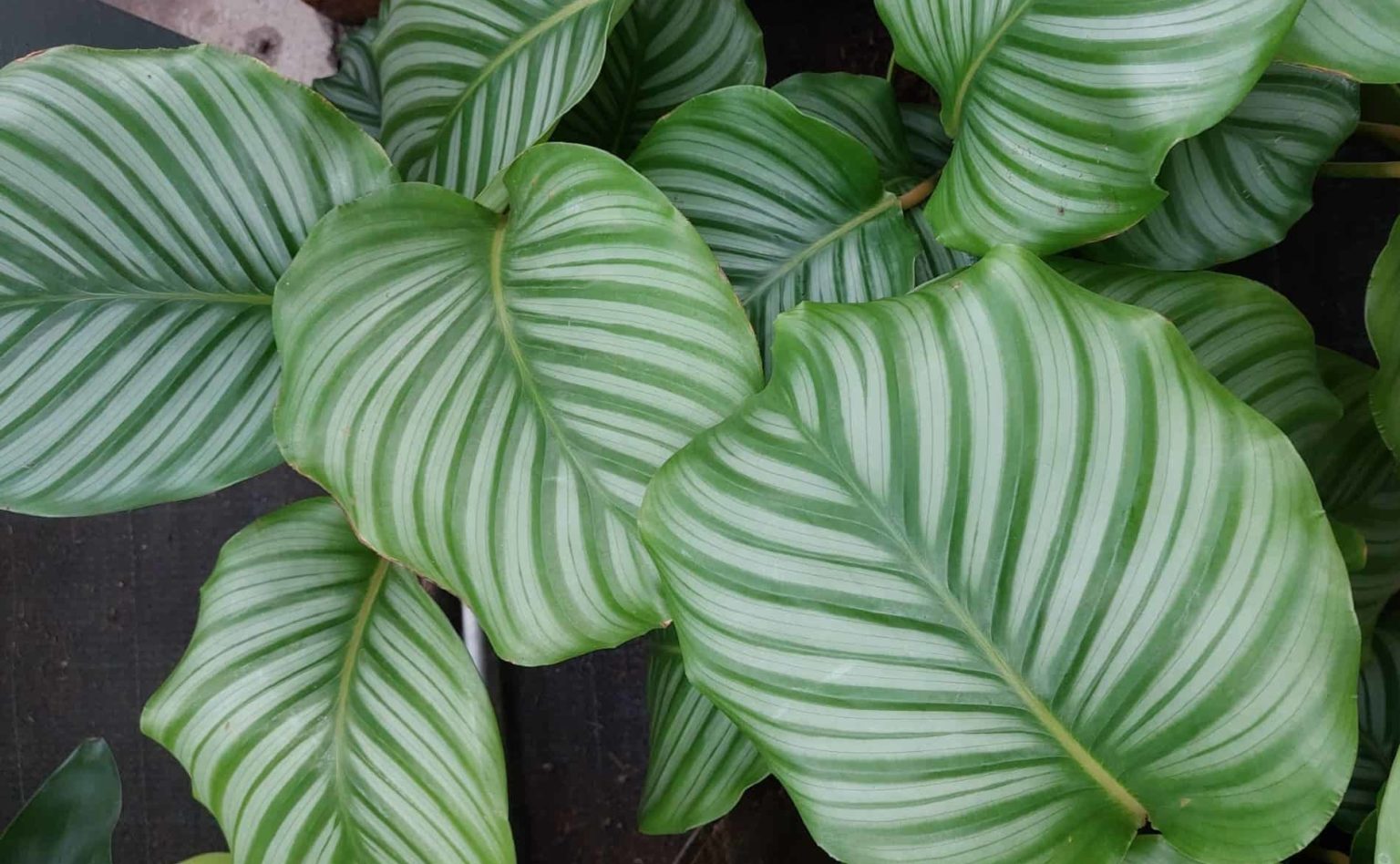 Calathea Orbifolia Pflege & Krankheiten sowie häufige Fehler