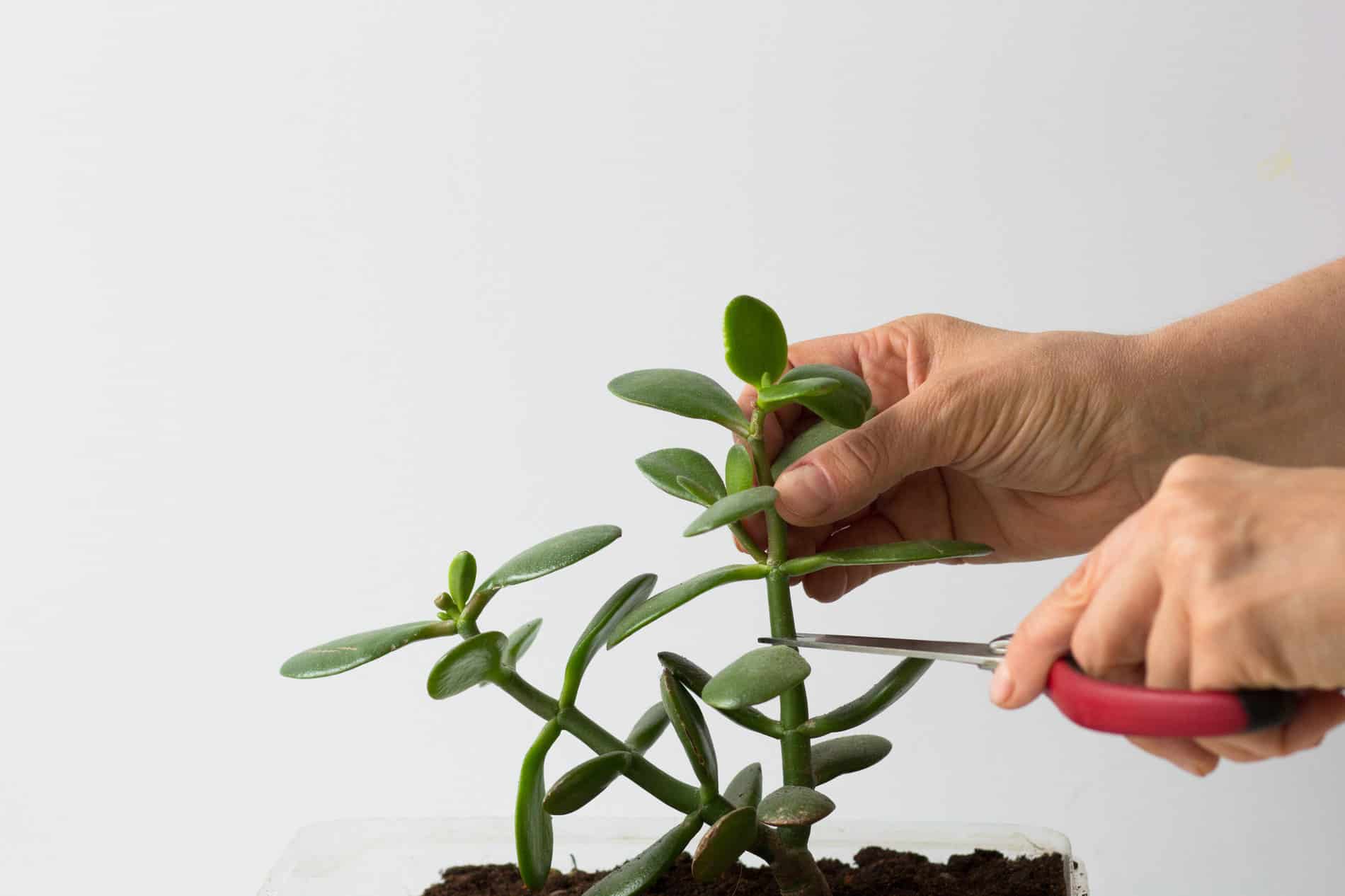 Sukkulenten Blüte Abschneiden