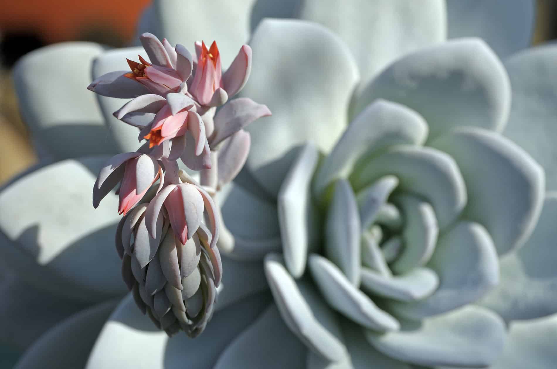Hübsche Sukkulenten Arten blühend für drinnen und draußen