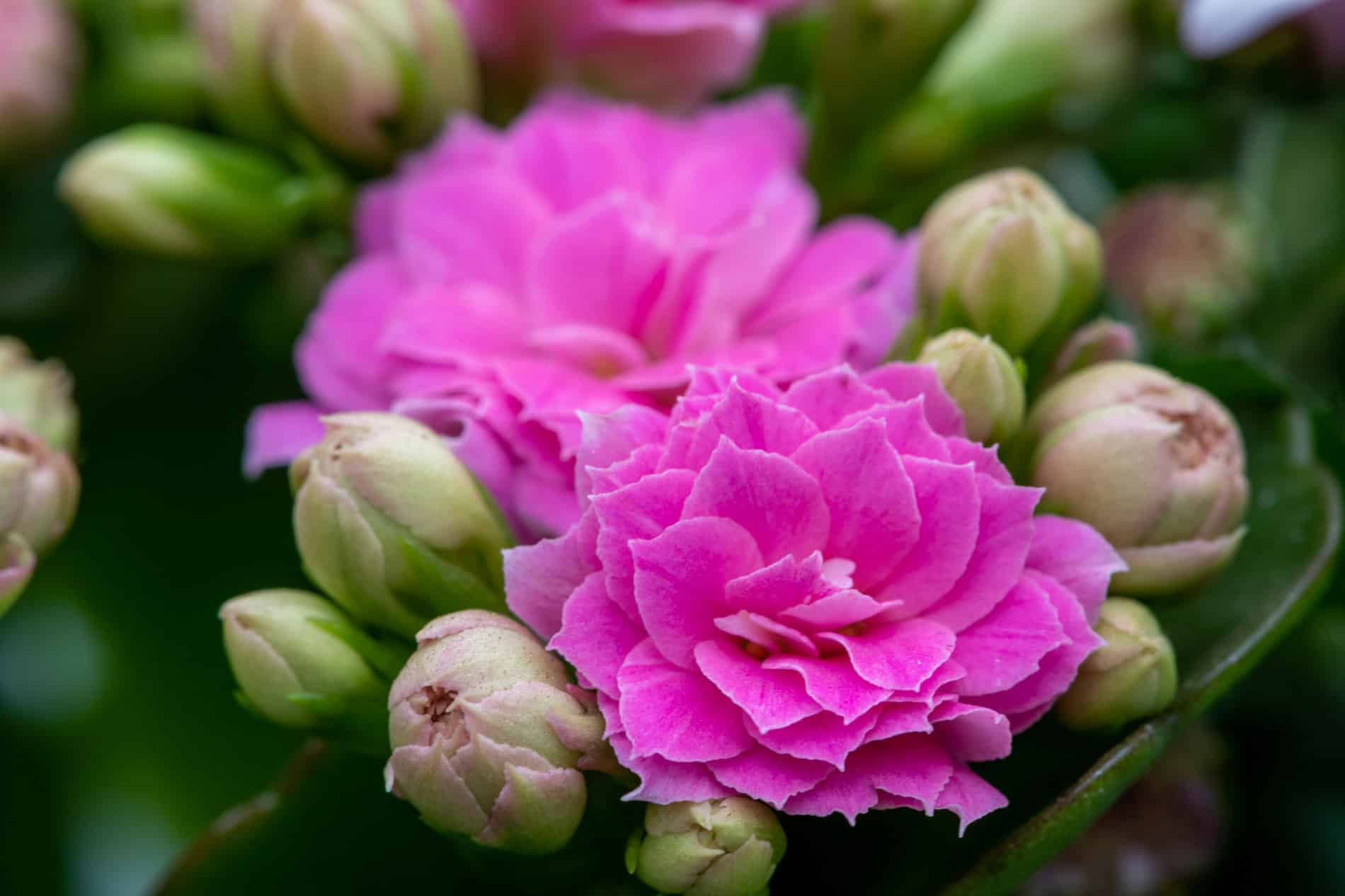 Hübsche Sukkulenten Arten blühend für drinnen und draußen