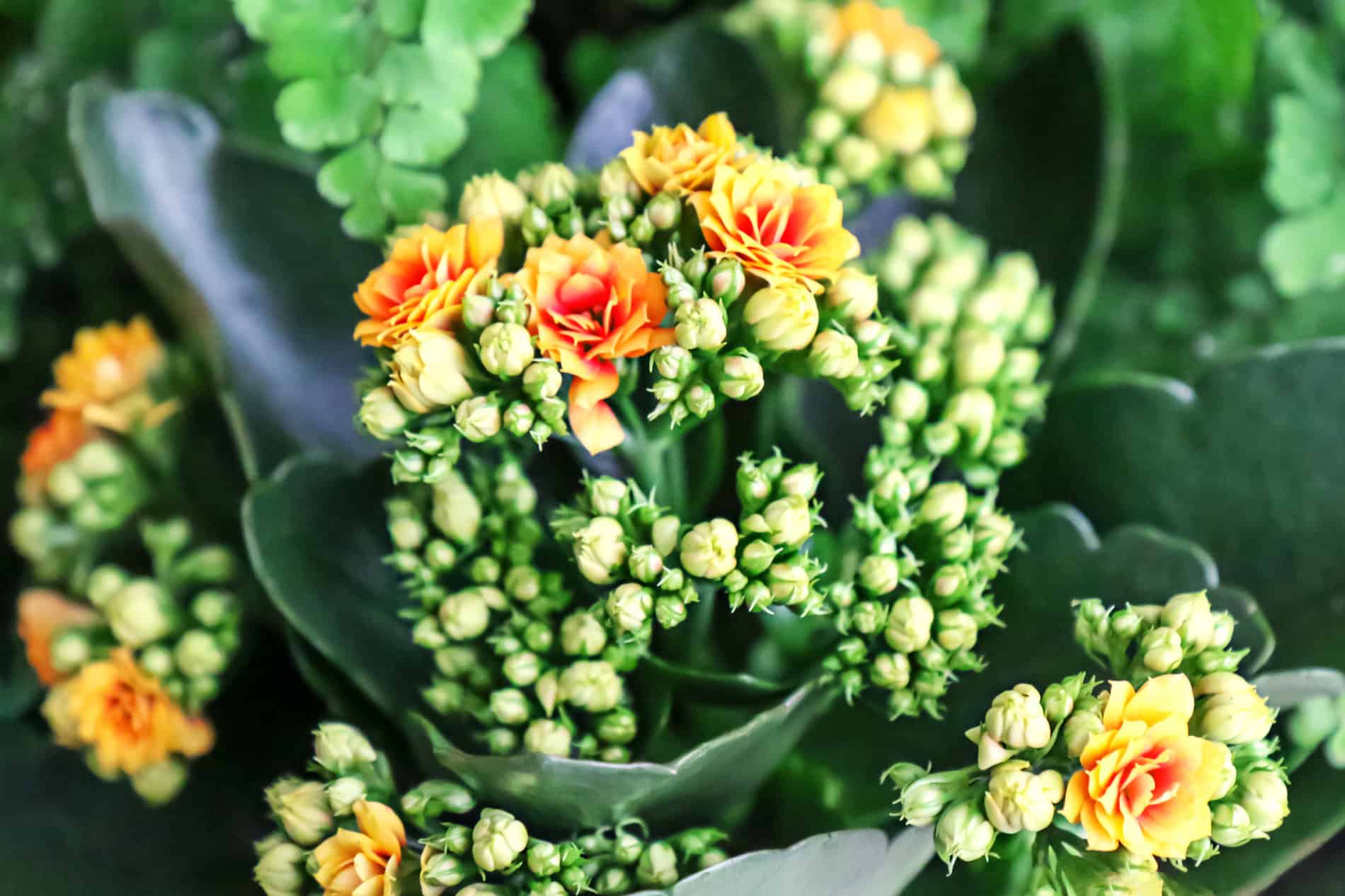 Hübsche Sukkulenten Arten blühend für drinnen und draußen