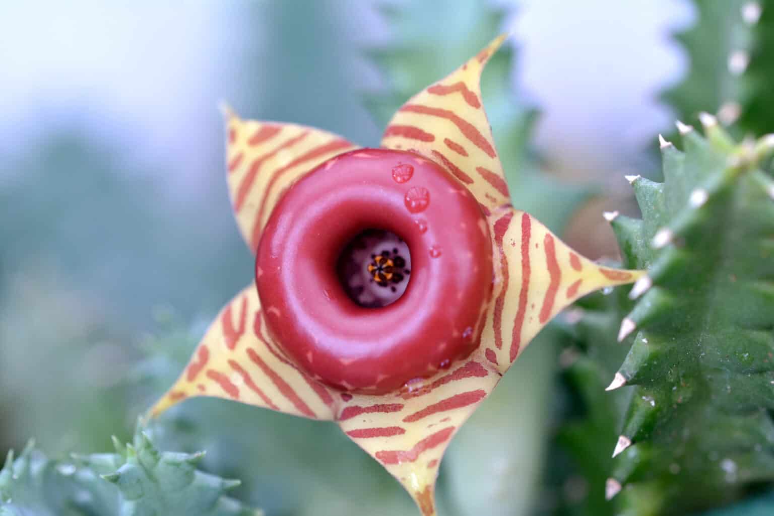 Hübsche Sukkulenten Arten blühend für drinnen und draußen