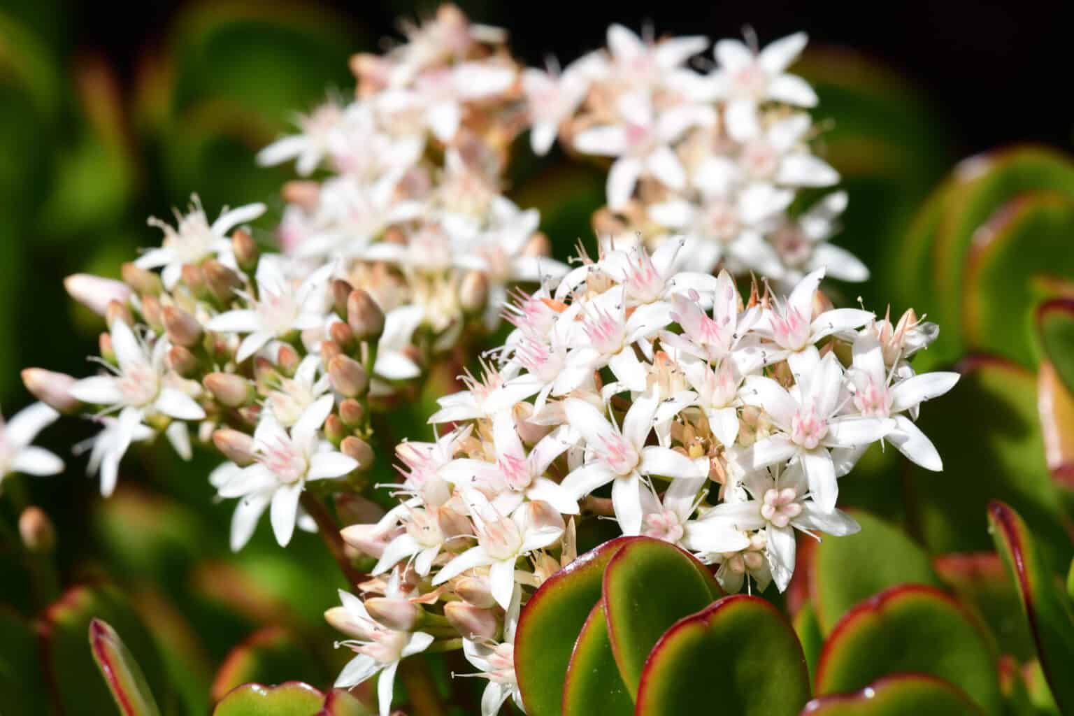 Beliebte und seltene Crassula Arten für deine Sammlung