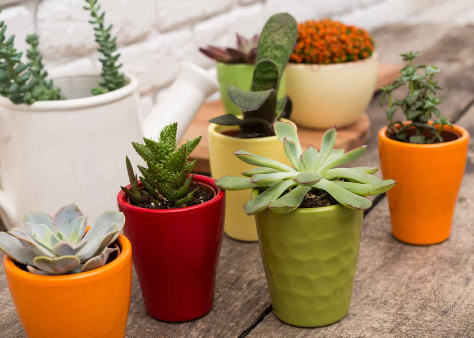 Hübsche Sukkulenten Arten blühend für drinnen und draußen